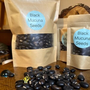 50 Black Mucuna Seeds for Growing, Velvet Bean, Kara Benguk, Kacang ...