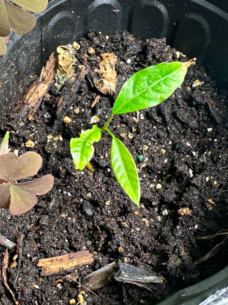 50 Sky Fruit Seeds Mahoni From Indonesia - Etsy