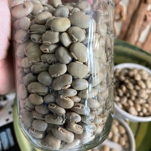 50 Organic Mucuna Bean Seeds for Growing, Mucuna Pruriens, Ayurveda ...