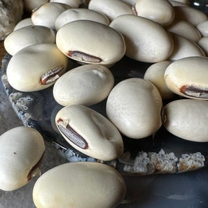 20 Jack Bean Seeds for Growing Garden Indonesian Kara Pedang Canavalia ...