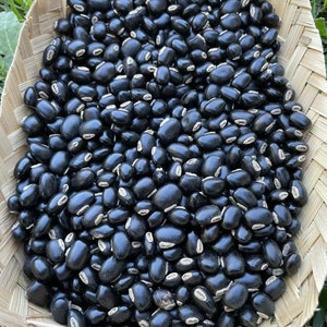 100 Black Mucuna Seeds for Growing Kara Benguk, Kacang Babi, Indonesian ...