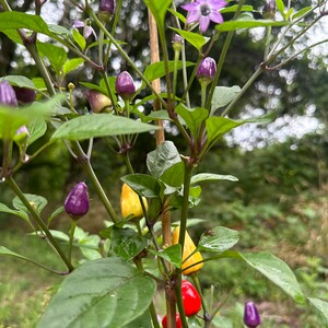 Rainbow Pepper (five Color Pepper) - Etsy