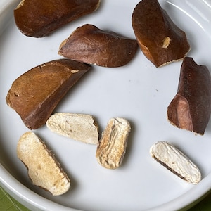 50 Sky Fruit Seeds, Mahoni, From Indonesia - Etsy