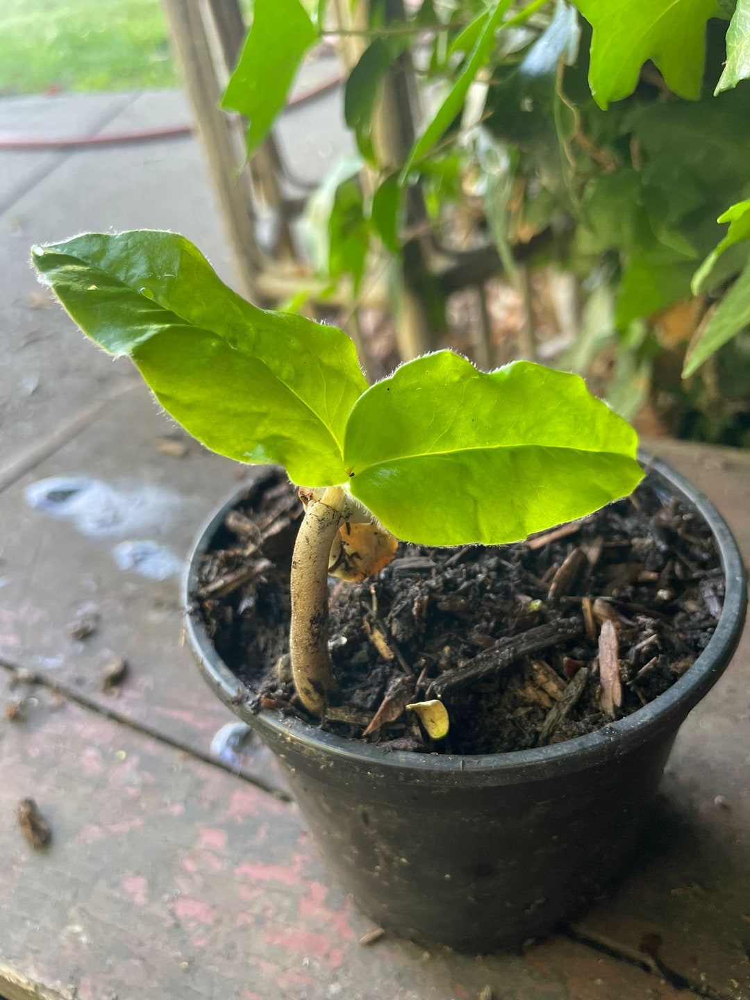 1 Velvet Apple Seedling for Growing Diospyros Blancoi - Etsy