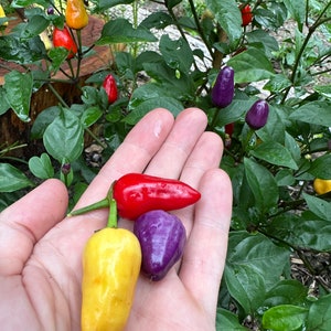 Rainbow Pepper (five Color Pepper) - Etsy