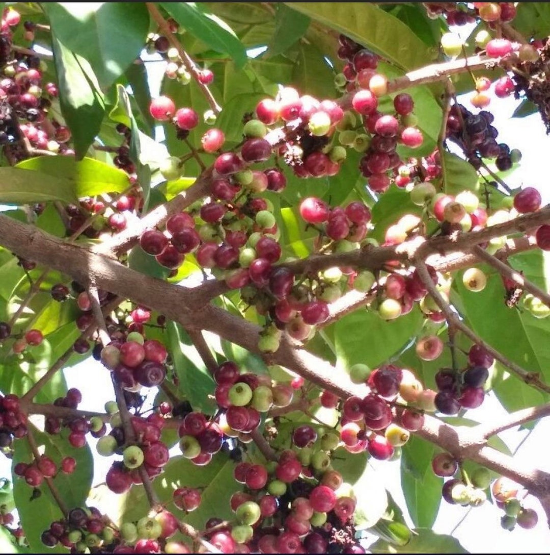 10 Fresh Indonesian Bay Leaf Seeds for Growing - Etsy