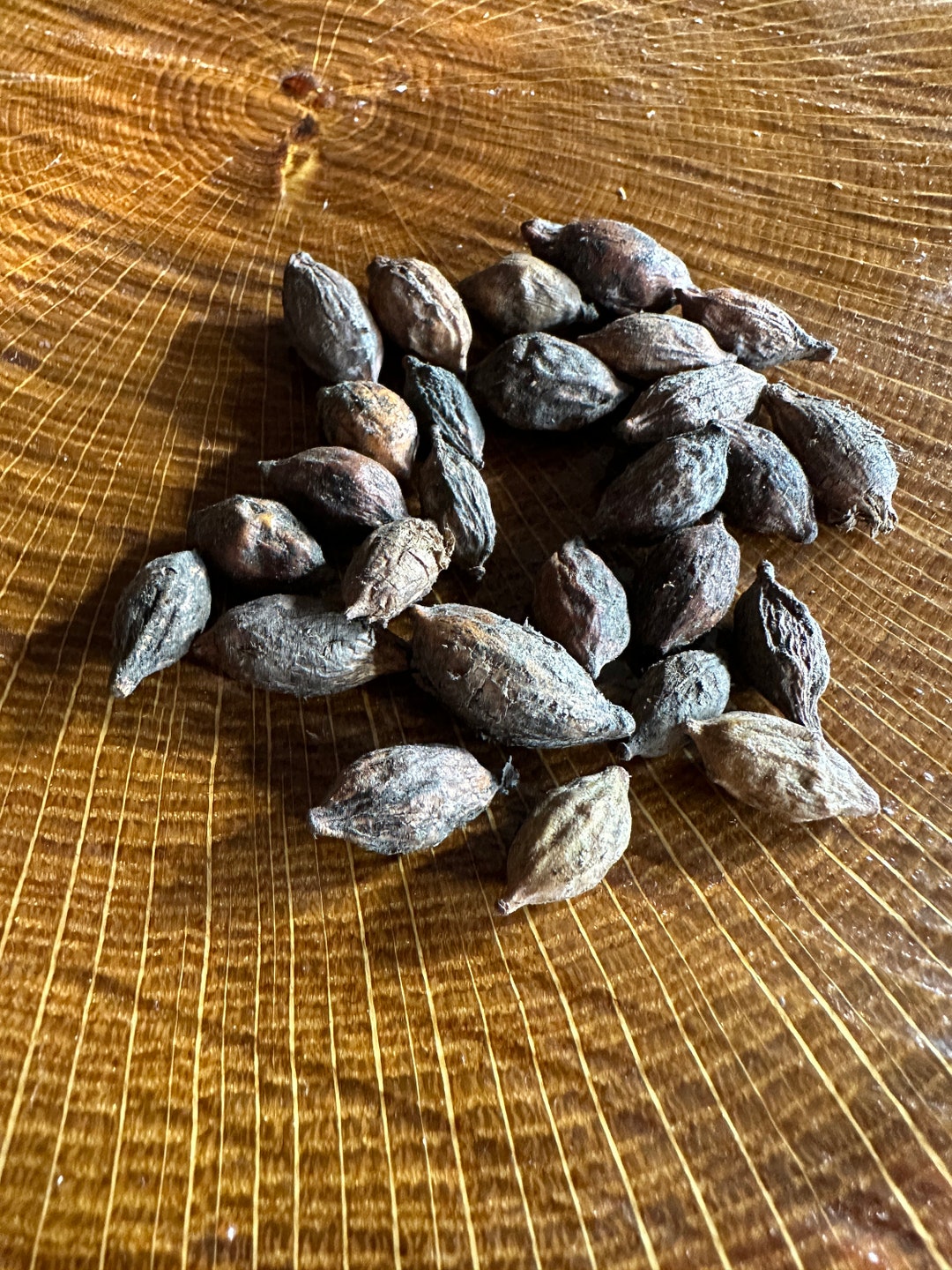 Madagascar Almond Seeds (30 Seeds) for Growing Terminalia Mantaly Seeds ...