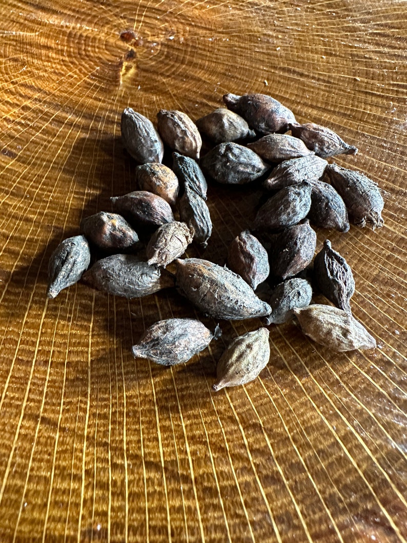 Madagascar Almond Seeds 30 Seeds for Growing Terminalia Mantaly Seeds ...