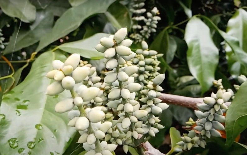 20 Seeds Gnetum Gnemon Melinjo Belinjo Seeds - Etsy