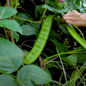 80 Jack Bean Seeds for Growing Garden Indonesian Kara Pedang Canavalia ...