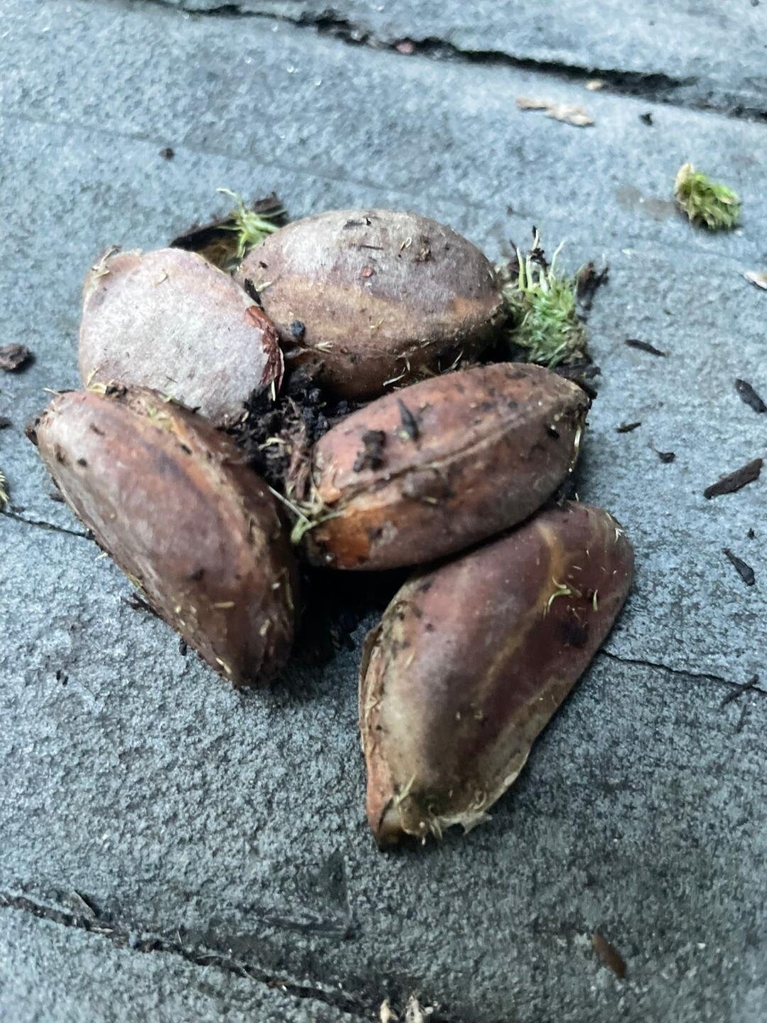 6 Sprouted Velvet Apple Seeds for Growing Diospyros Blancoi - Etsy