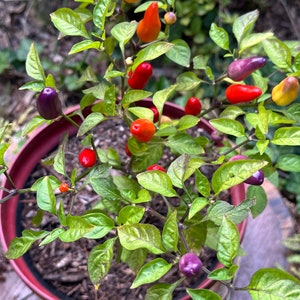 Rainbow Pepper (five Color Pepper) - Etsy