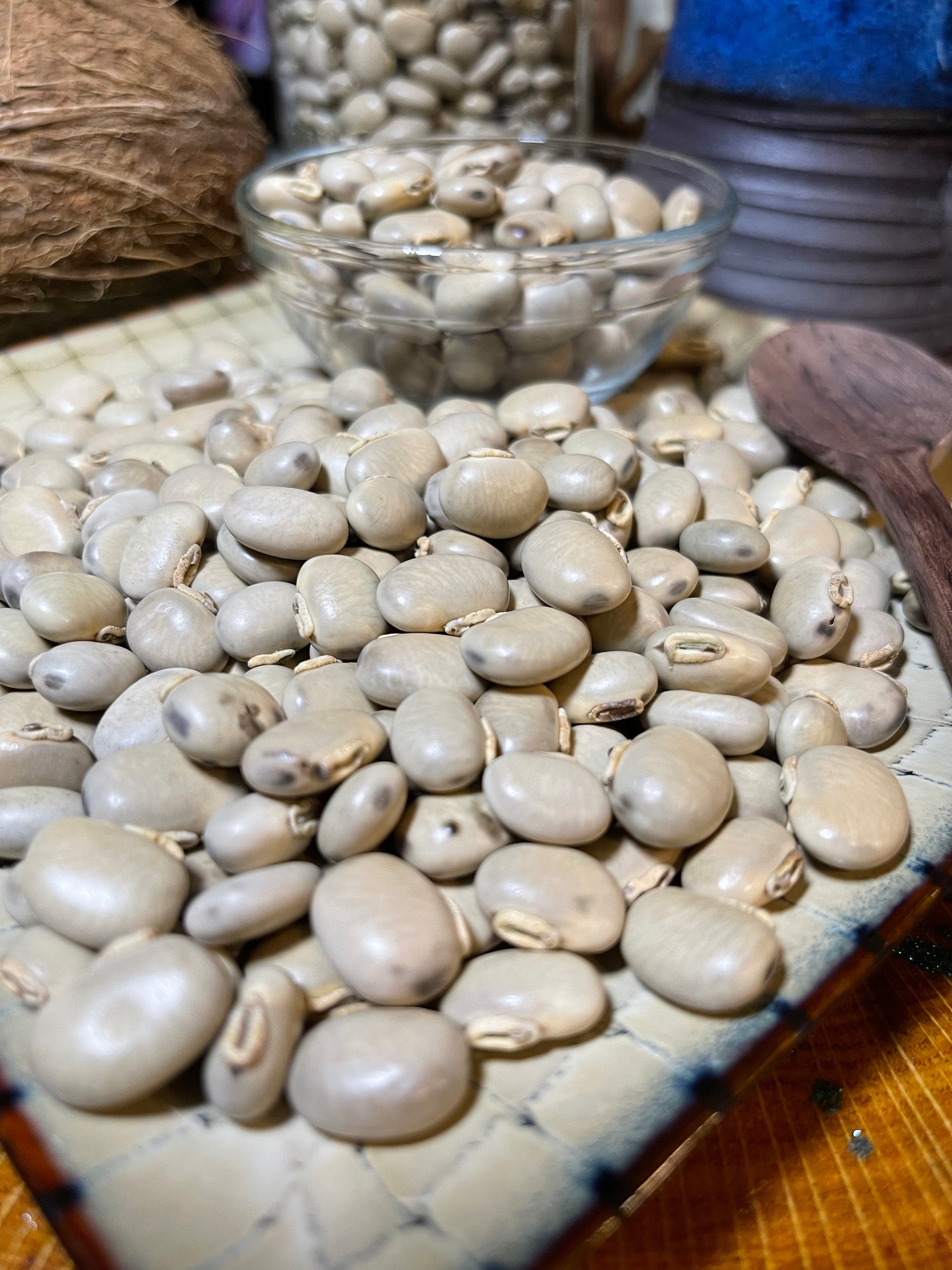 16 Oz Organic Mucuna Seeds for Growing, Velvet Beans, Mucuna Pruriens ...