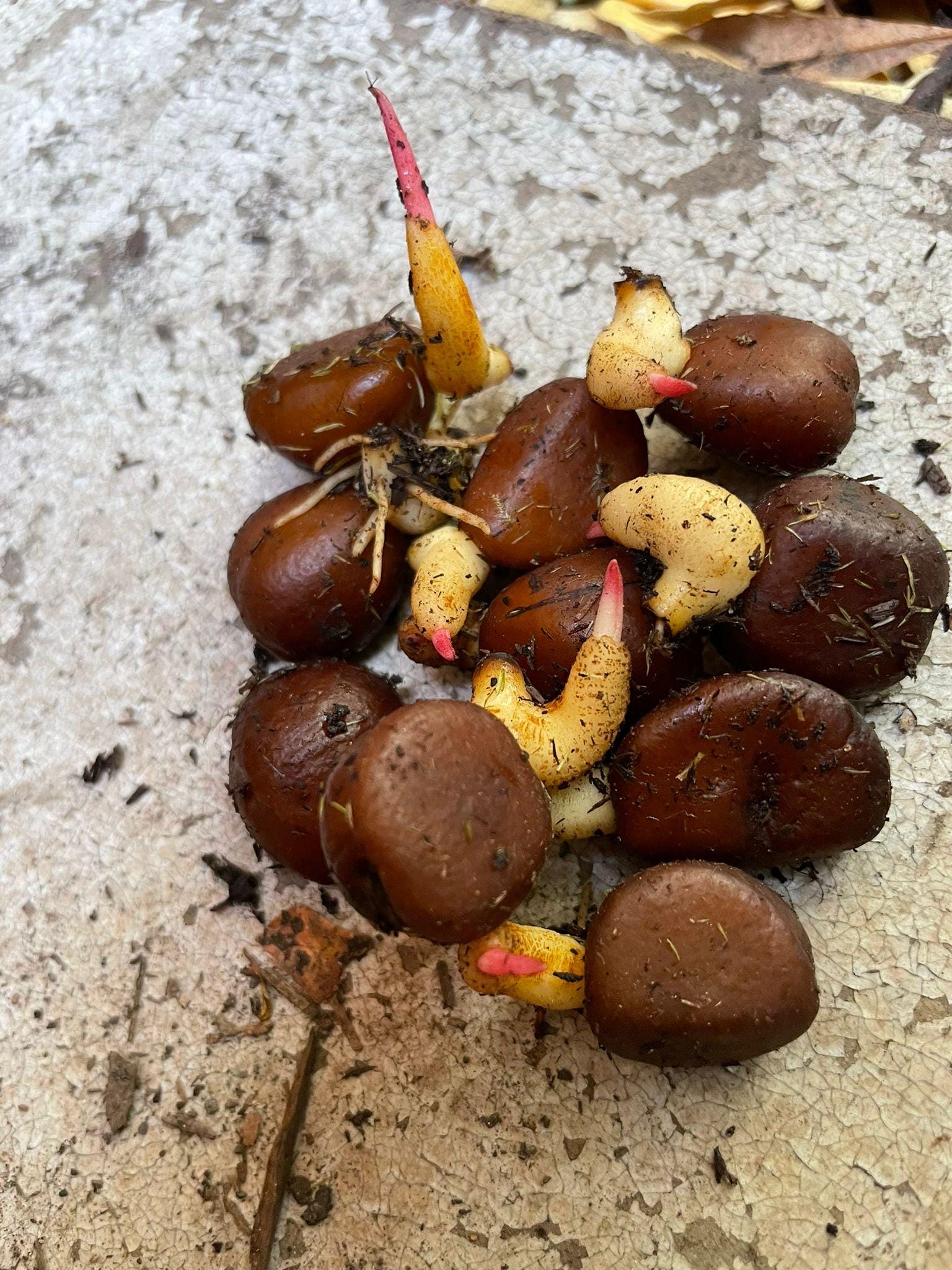 10 Sprouted Salacca Gula Pasir Seeds - Etsy
