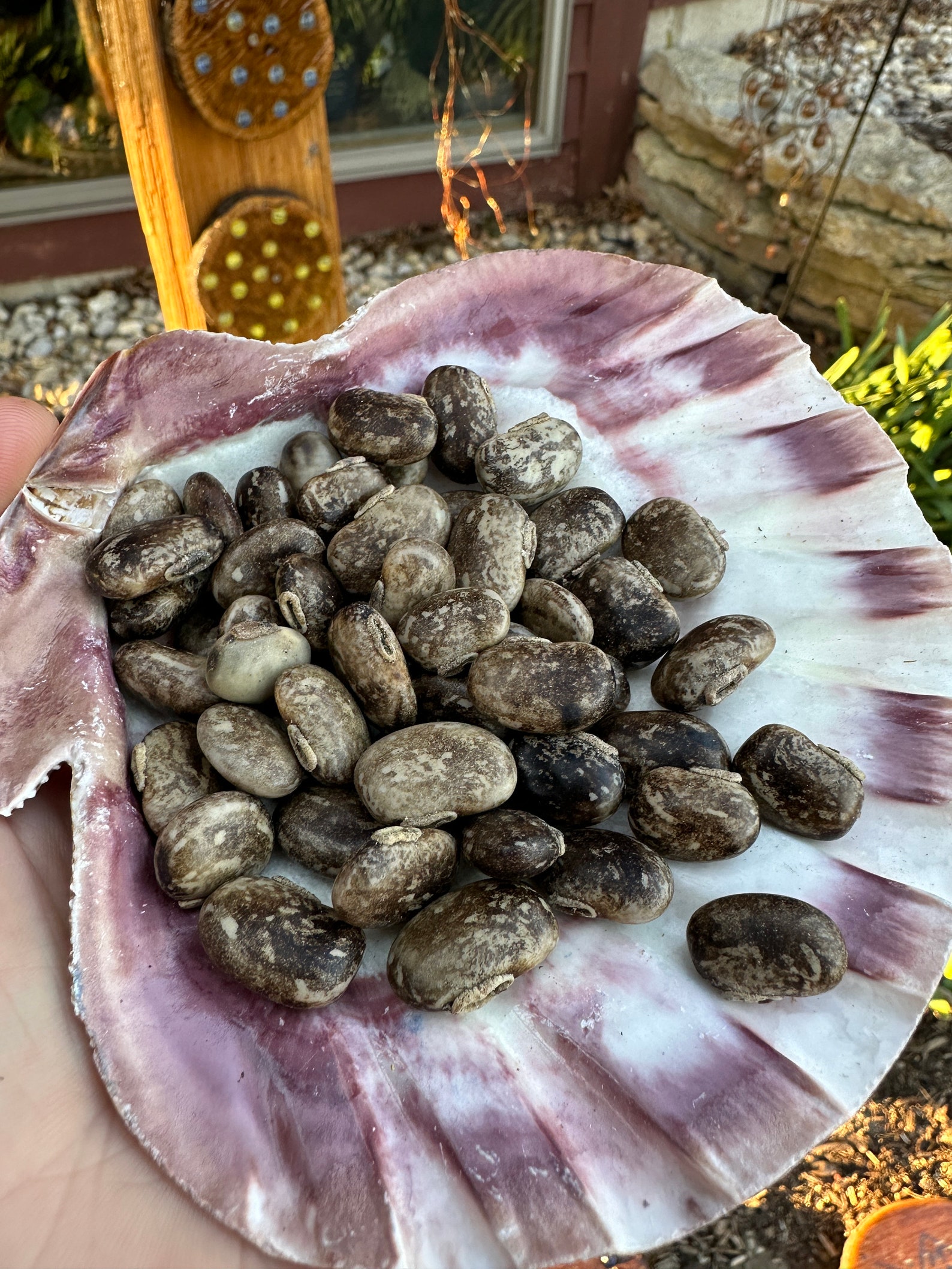 100 Striped Mucuna Seeds for Growing Kara Benguk, Kacang Babi ...