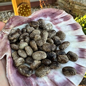 100 Striped Mucuna Seeds for Growing Kara Benguk, Kacang Babi ...