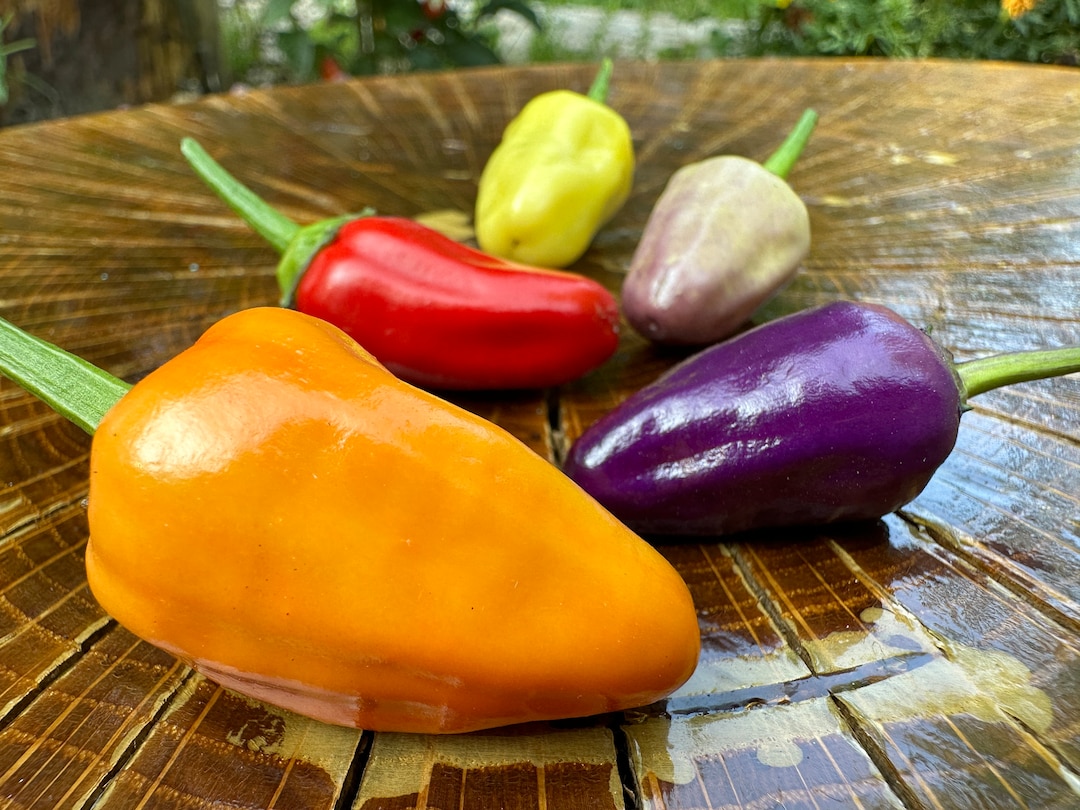 Rainbow Pepper (five Color Pepper) - Etsy