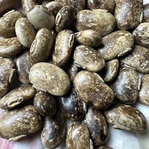 100 Striped Mucuna Seeds for Growing Kara Benguk, Kacang Babi ...