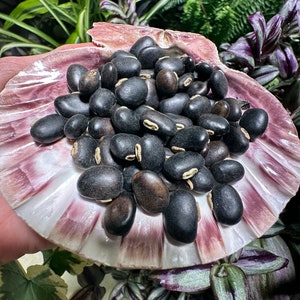 100 Black Mucuna Seeds for Growing Kara Benguk, Kacang Babi, Indonesian ...