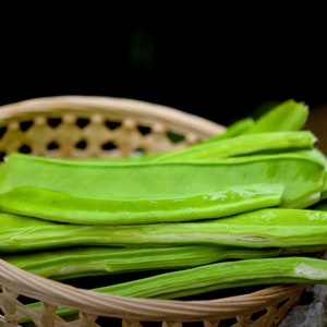 80 Jack Bean Seeds for Growing Garden Indonesian Kara Pedang Canavalia ...