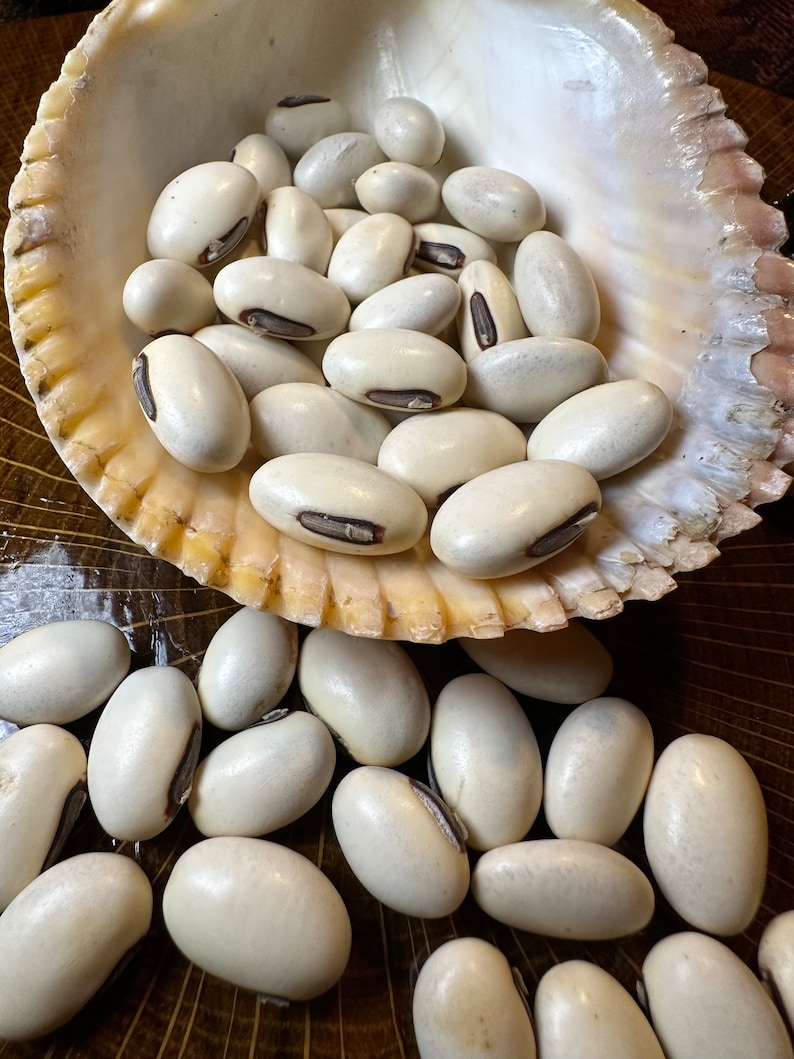 20 Jack Bean Seeds for Growing Garden Indonesian Kara Pedang Canavalia ...