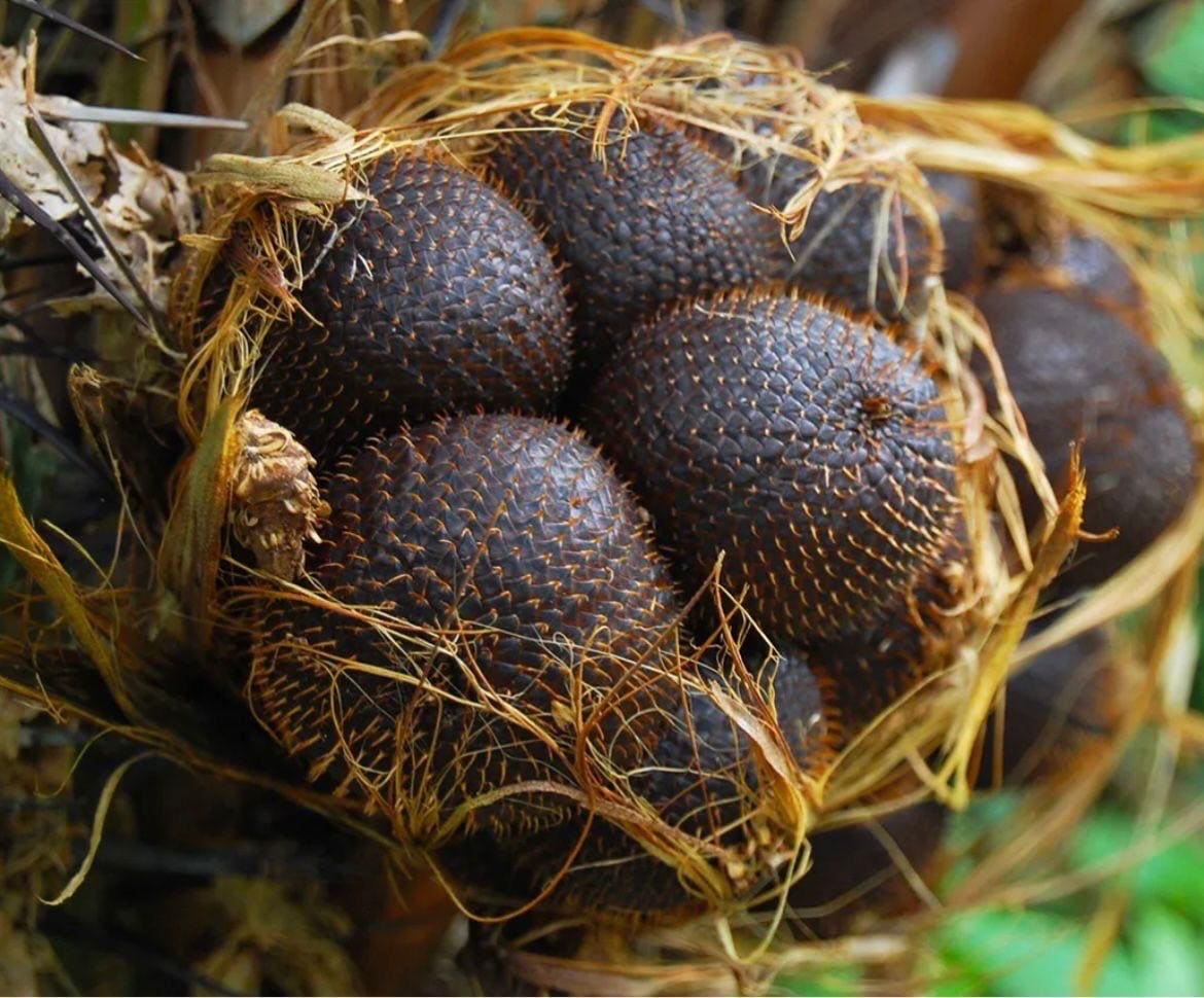10 Sprouted Salacca Gula Pasir Seeds - Etsy