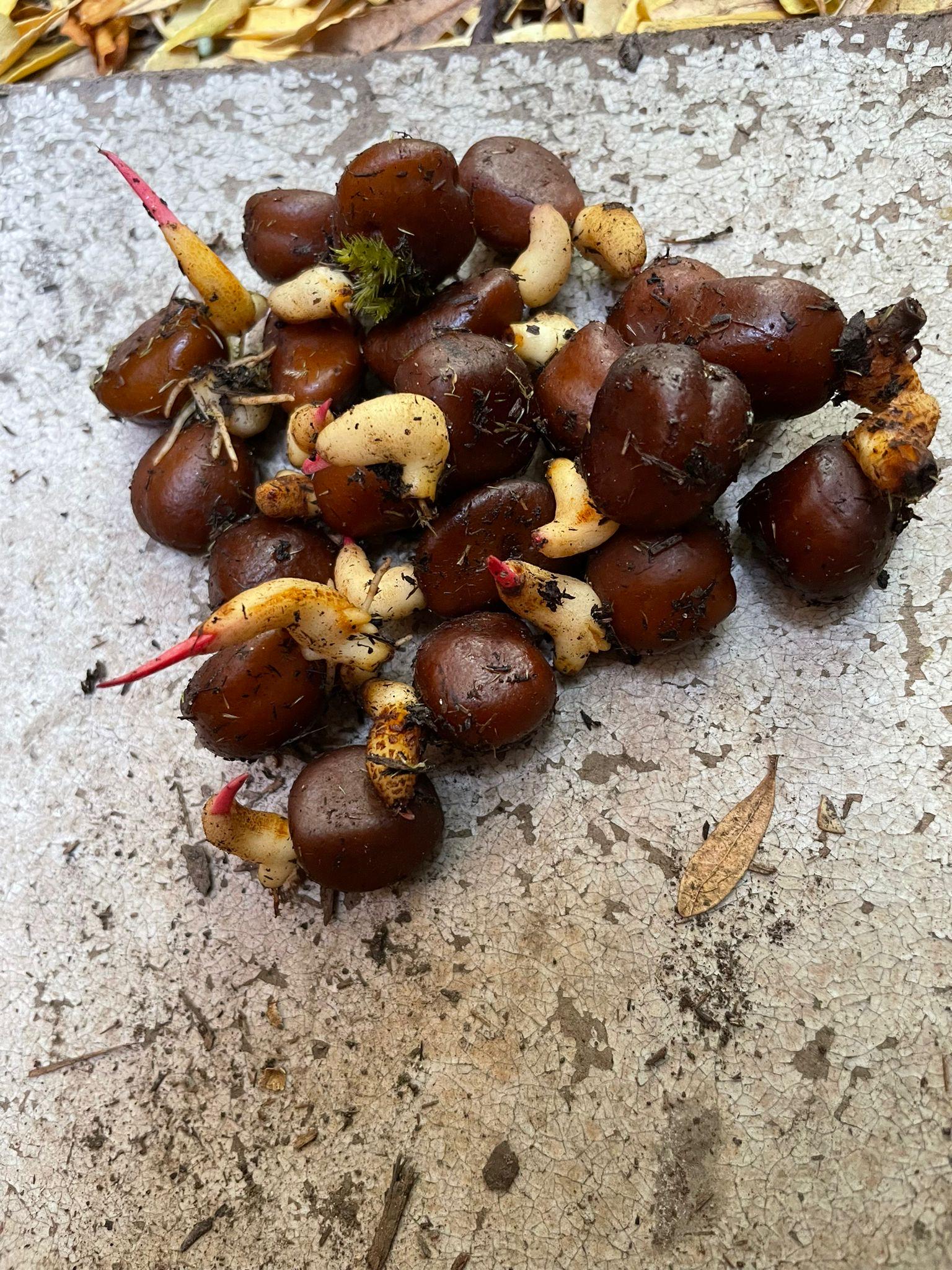 10 Sprouted Salacca Gula Pasir Seeds - Etsy