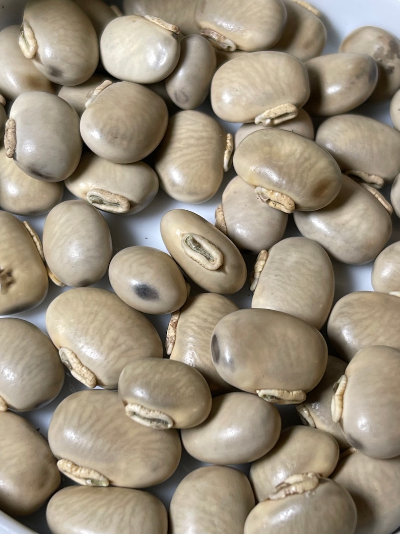 16 Oz Organic Mucuna Seeds for Growing, Velvet Beans, Mucuna Pruriens ...