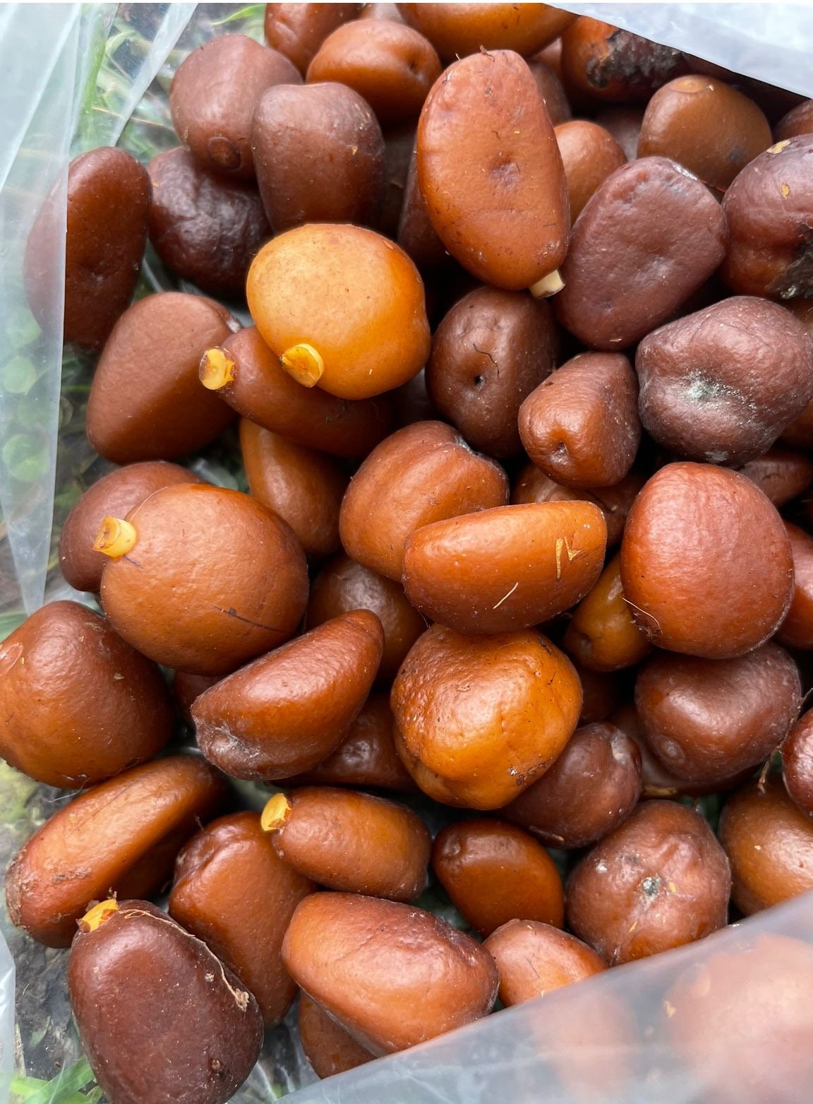 15 Sprouted Salacca Seeds for Growing - Etsy