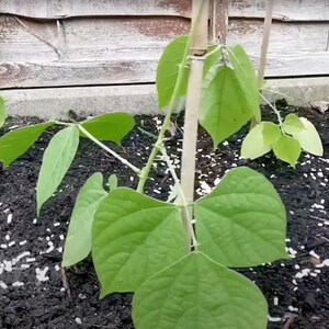 50 Lablab Hyacinth Bean Seeds for Growing - Etsy