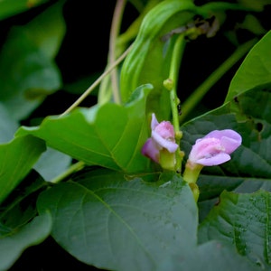 10 Red Sword Bean Seeds for Growing - Etsy