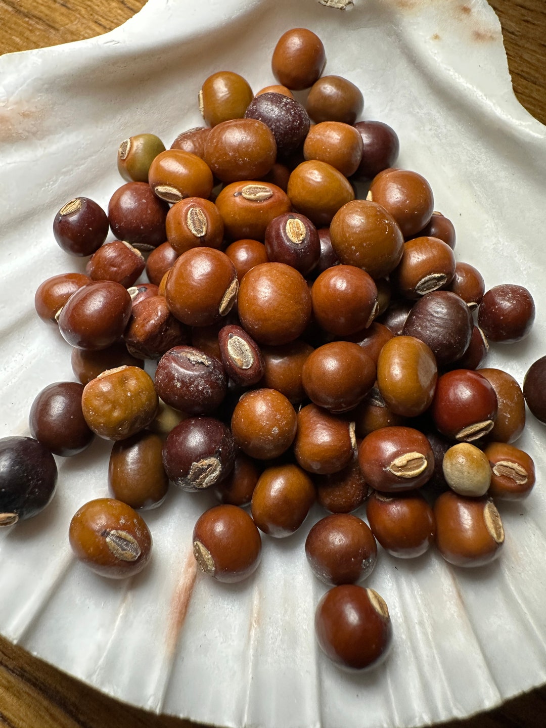 50 Winged Bean Seeds Dragon Bean Seeds - Etsy