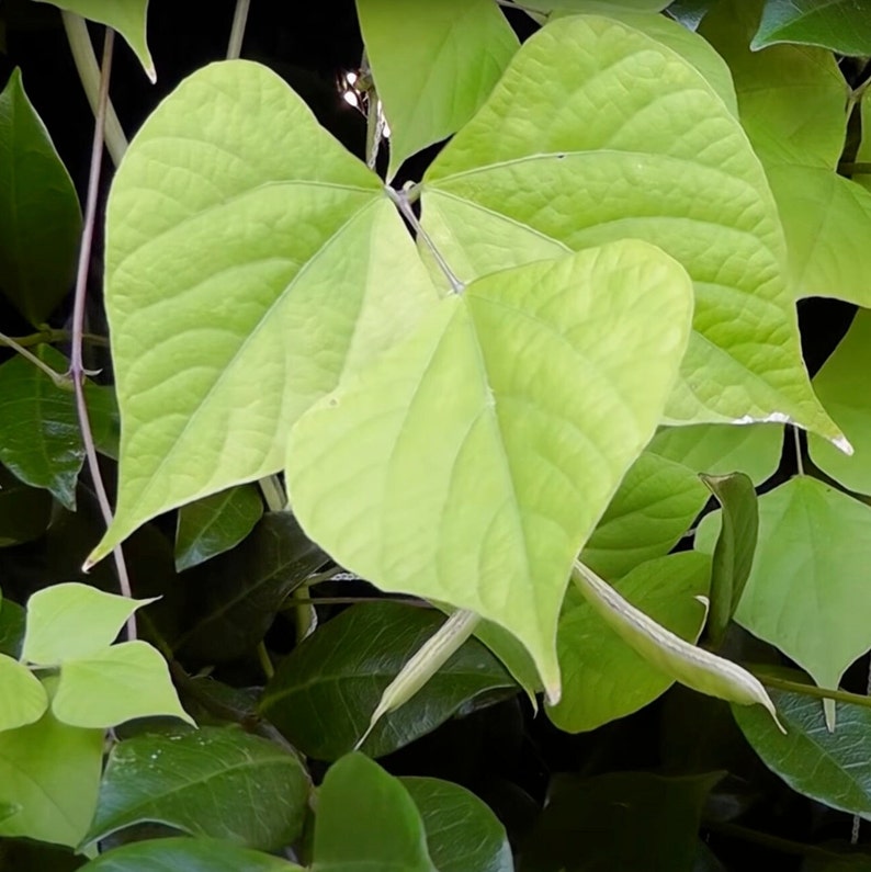 50 Lablab Hyacinth Bean Seeds for Growing - Etsy