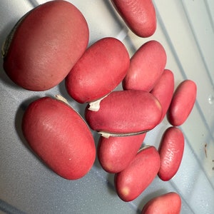 10 Red Sword Bean Seeds for Growing - Etsy