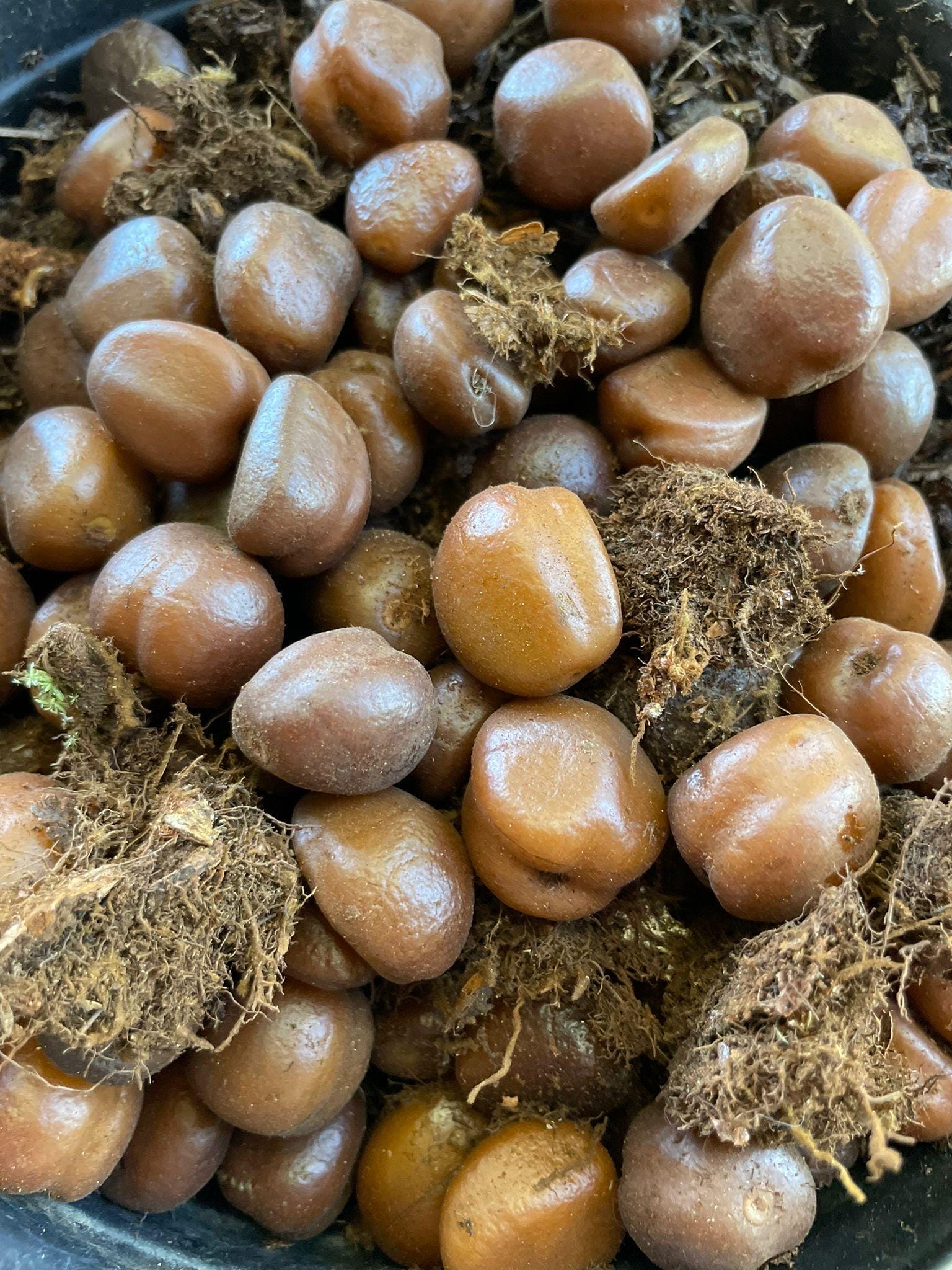 10 Sprouted Salacca Gula Pasir Seeds - Etsy