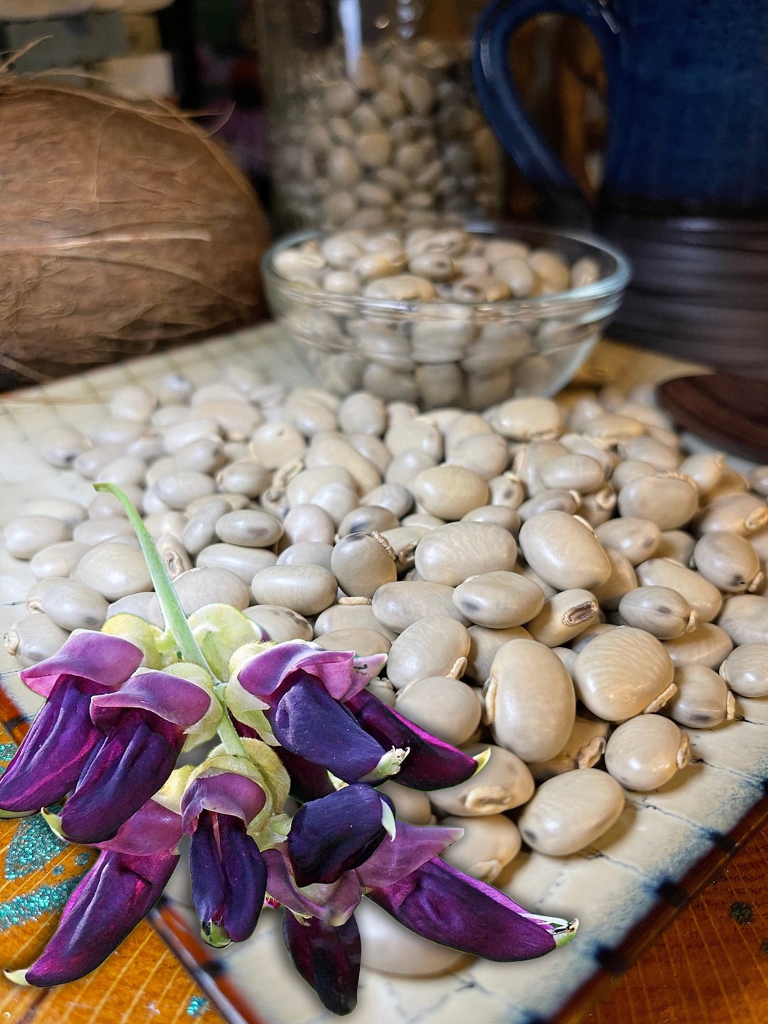 16 Oz Organic Mucuna Seeds for Growing, Velvet Beans, Mucuna Pruriens ...