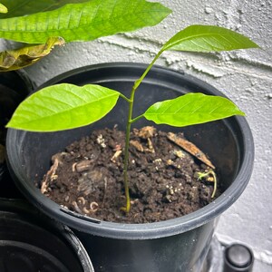 50 Sky Fruit Seeds, Mahoni, From Indonesia - Etsy