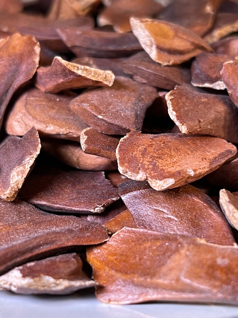 50 Sky Fruit Seeds Mahoni From Indonesia - Etsy