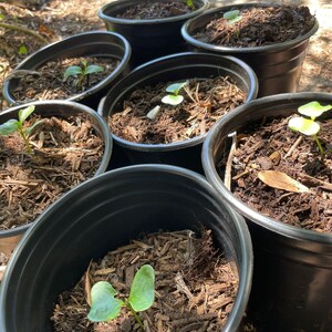 1 Madagascar Almond Seedling, Umbrella Plant, Terminalia Mantaly - Etsy