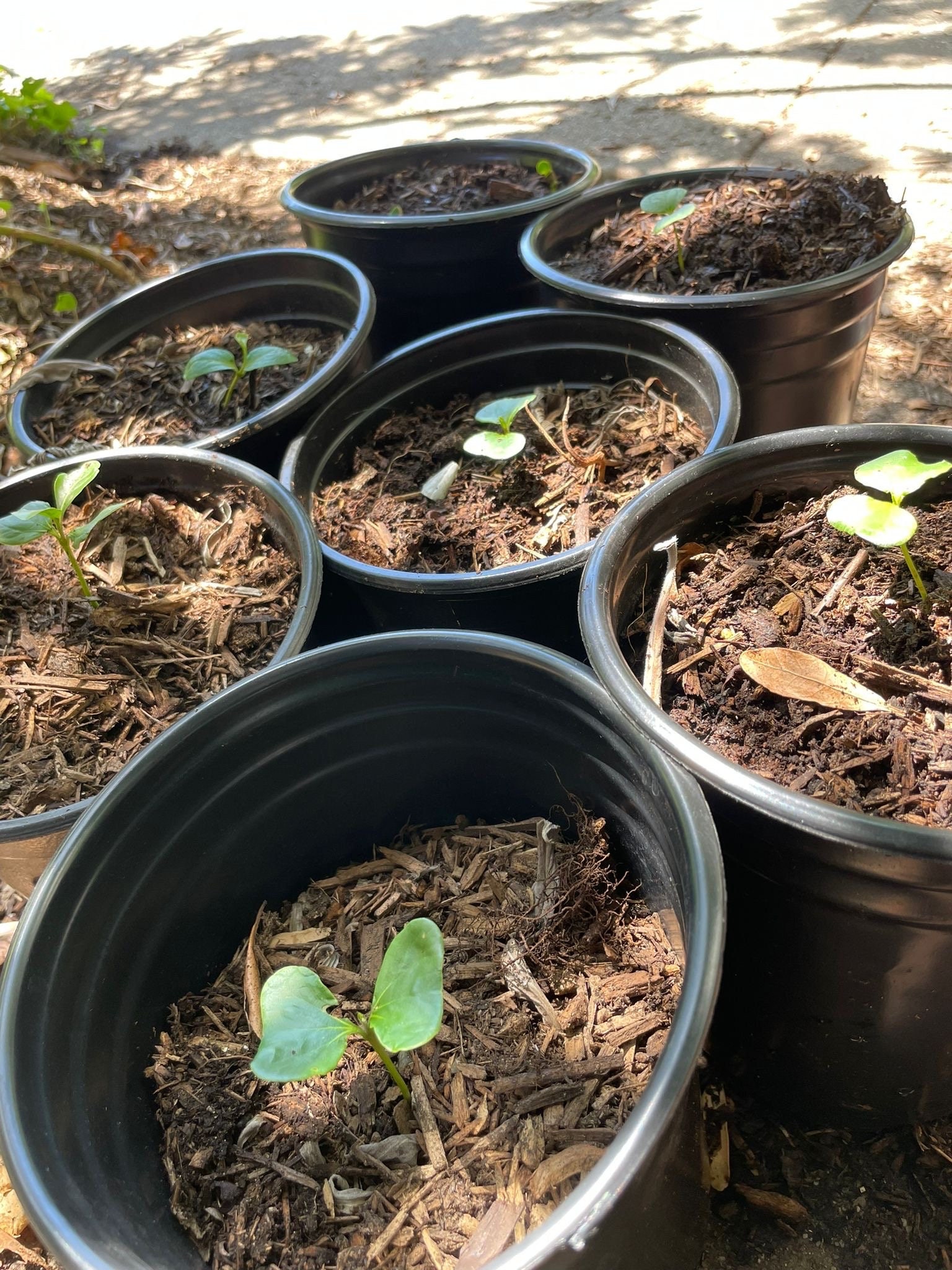 1 Madagascar Almond Seedling, Umbrella Plant, Terminalia Mantaly - Etsy