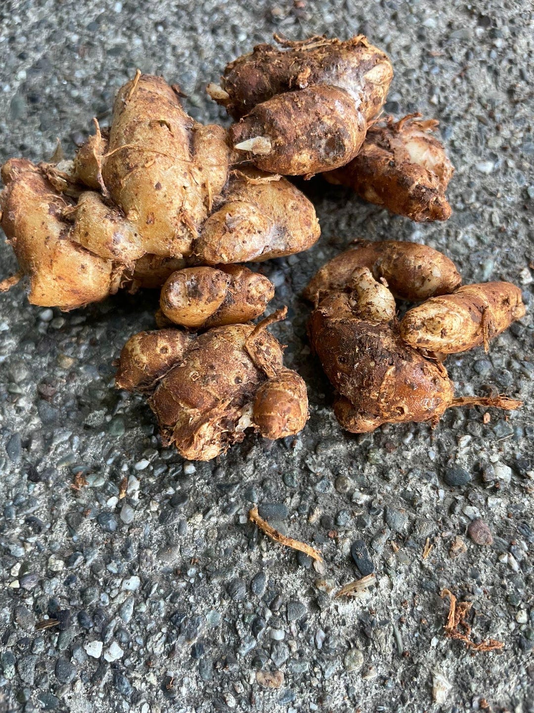 8 Oz Aromatic Ginger Roots Kencur for Growing - Etsy