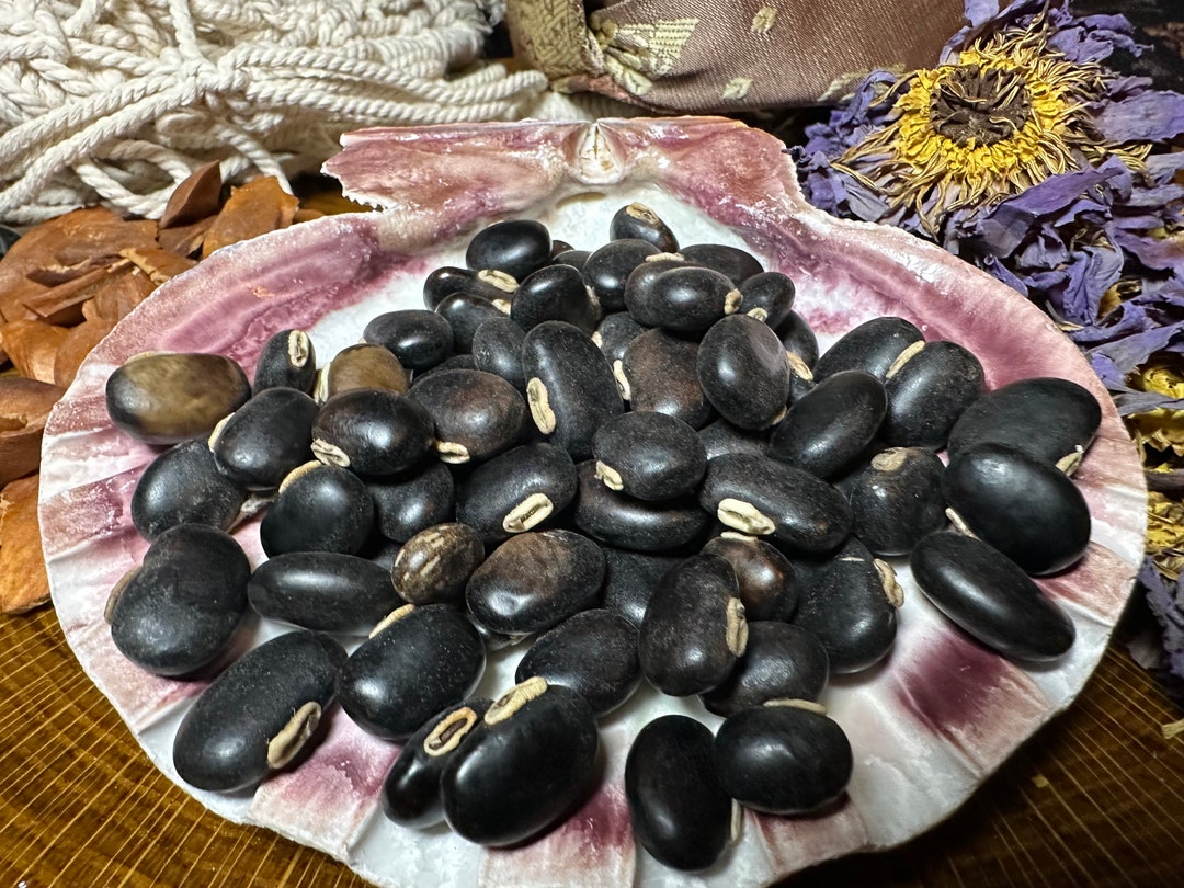 100 Black Mucuna Seeds for Growing Kara Benguk, Kacang Babi, Indonesian ...