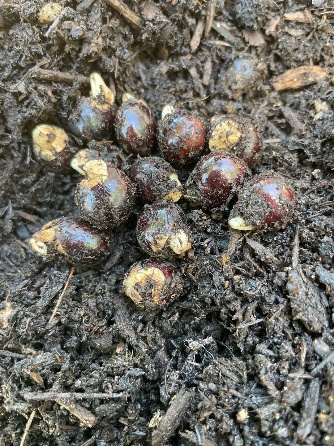 10 Sprouted Longan Seeds for Growing 10 Seeds - Etsy