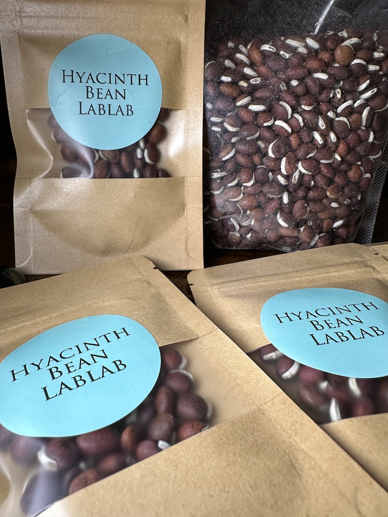 50 Lablab Hyacinth Bean Seeds for Growing - Etsy