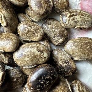 100 Striped Mucuna Seeds for Growing Kara Benguk, Kacang Babi ...