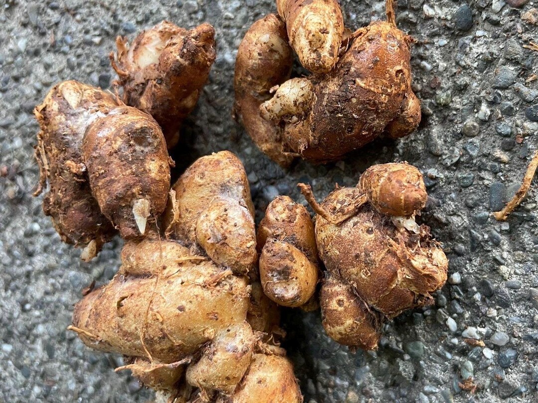 1 Pound Aromatic Ginger Roots for Growing - Etsy