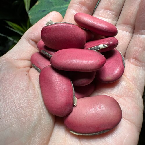 10 Red Sword Bean Seeds for Growing - Etsy