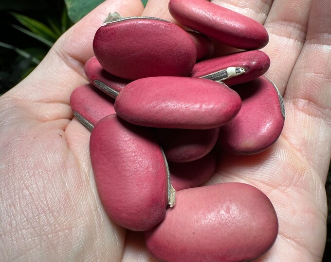 10 Red Sword Bean Seeds for Growing - Etsy