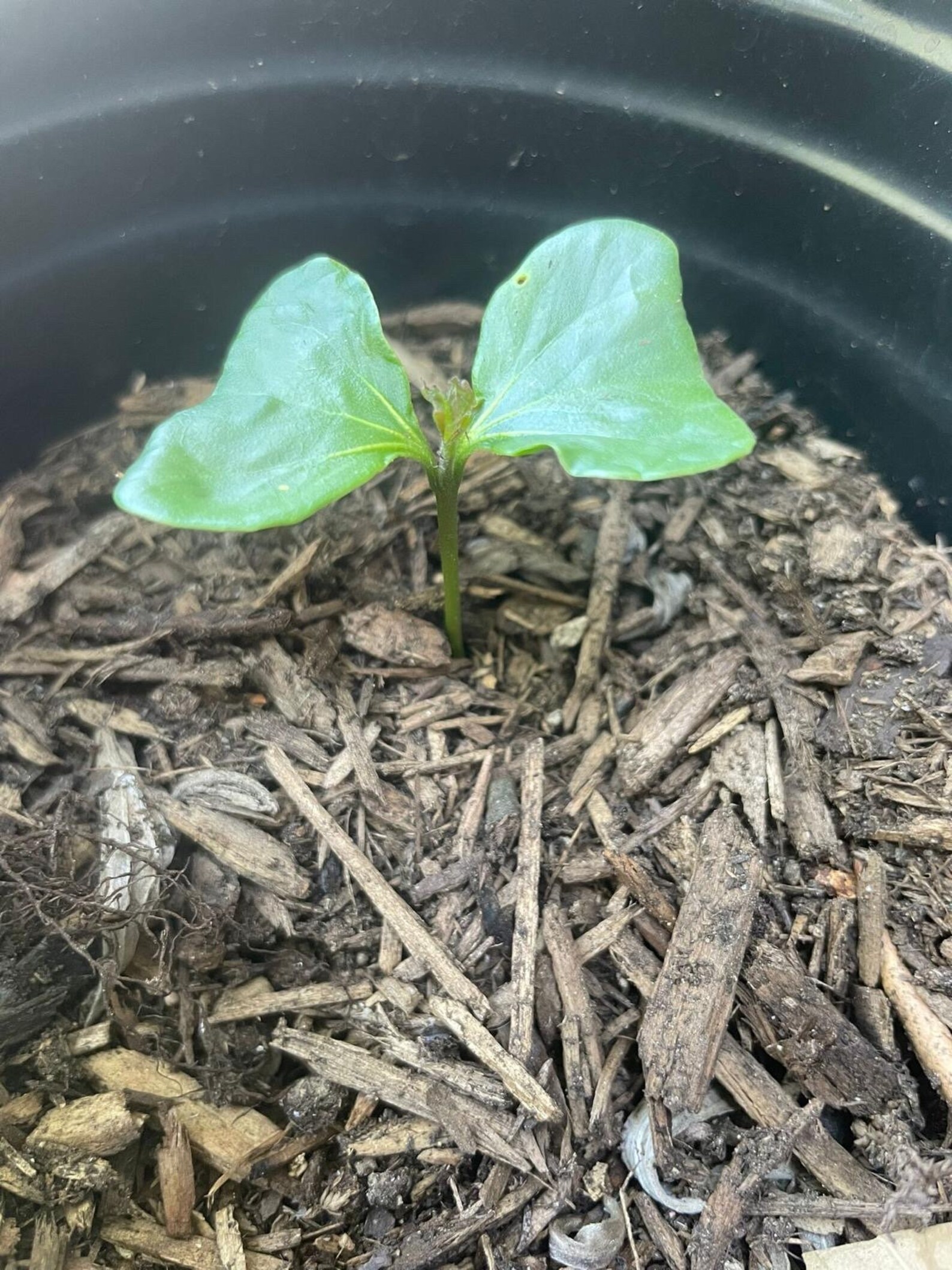 1 Madagascar Almond Seedling, Umbrella Plant, Terminalia Mantaly - Etsy