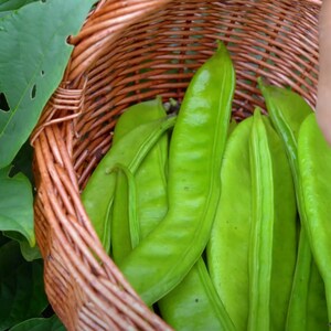 10 Red Sword Bean Seeds for Growing - Etsy